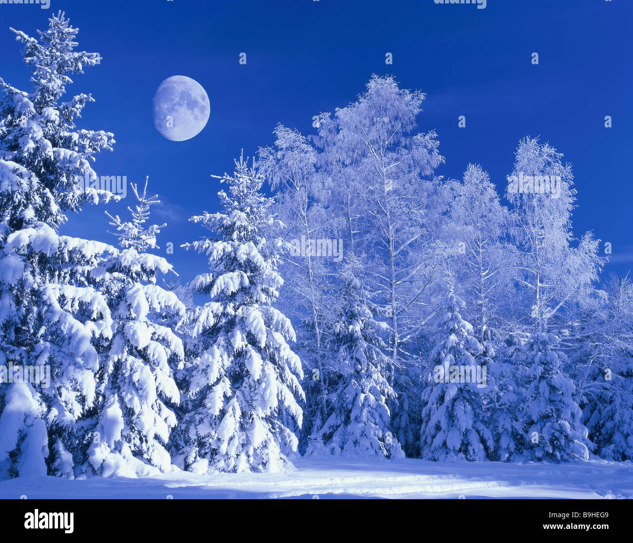 winter forest moon twilight [M] landscape forest mixed forest conifers ...