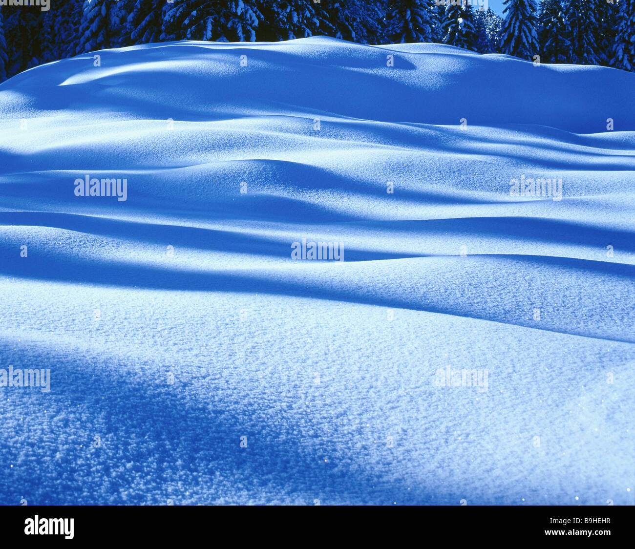 winter forest detail snow-surface untouched landscape forest needle ...
