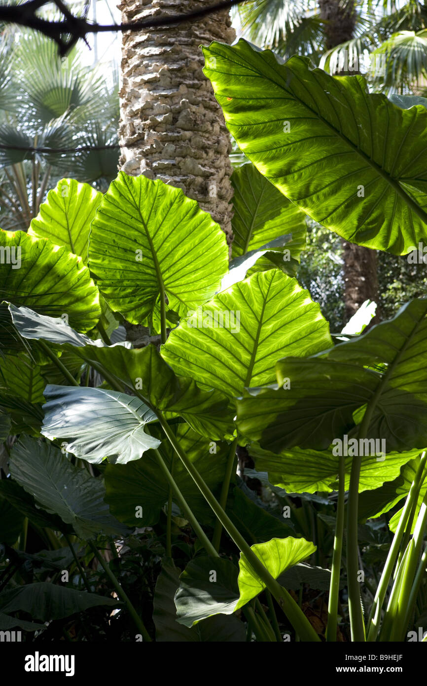 Elephant leaf hi-res stock photography and images - Alamy