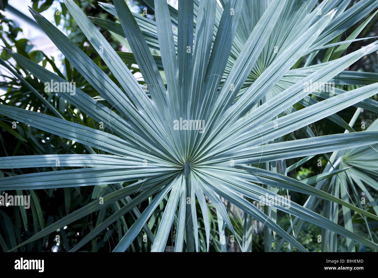 Fan palp hi-res stock photography and images - Alamy