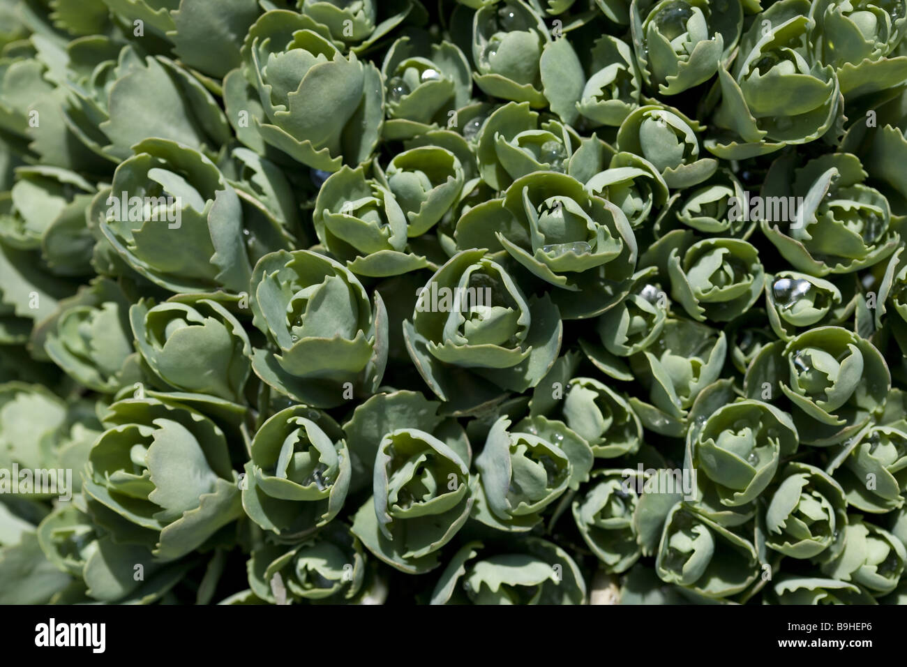Plant sedum close-up Stock Photo - Alamy