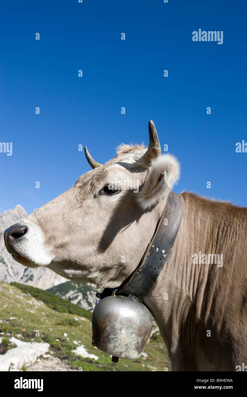 Cow looking at viewer Stock Photo - Alamy