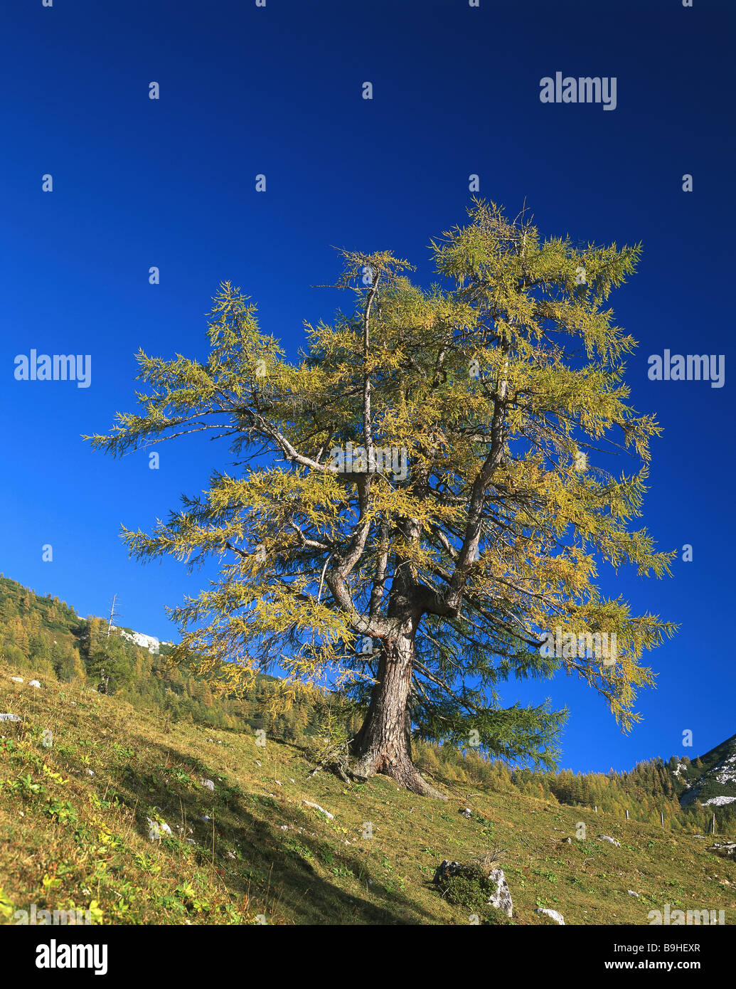 Europaische larche hi-res stock photography and images - Alamy