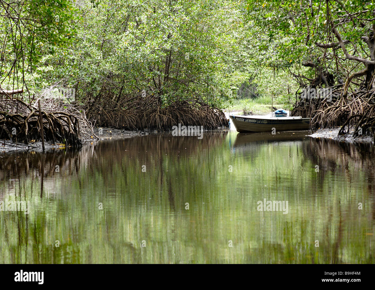 Fishing in mangroves brazil hi-res stock photography and images - Alamy