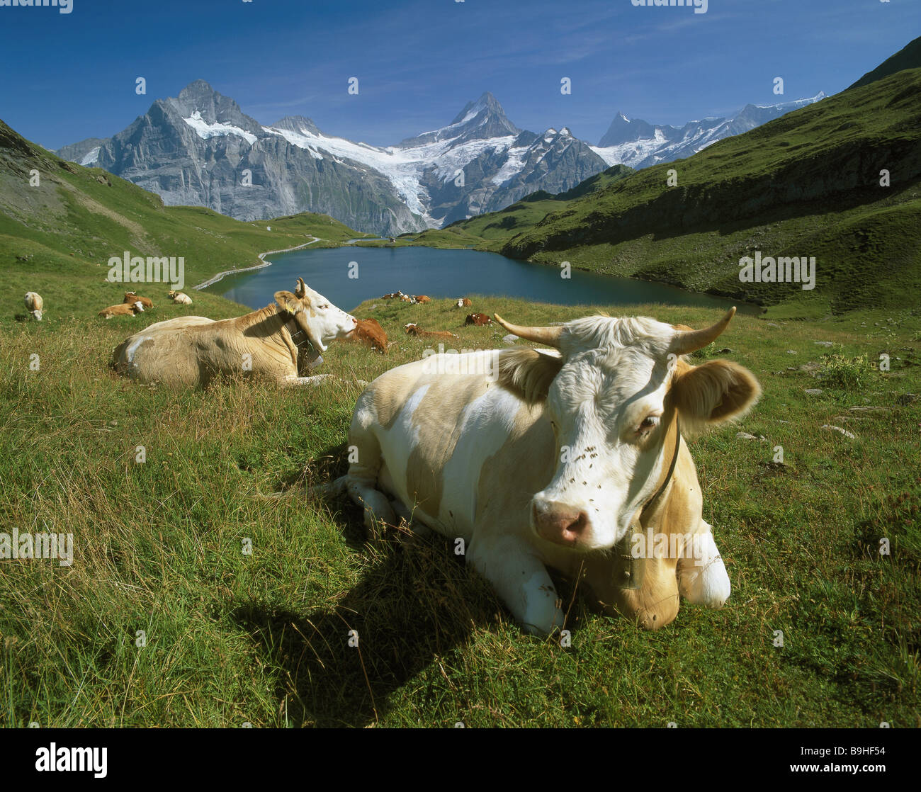 Switzerland Grindelwald Berner Alps Bachalpsee shore cows mountain ...