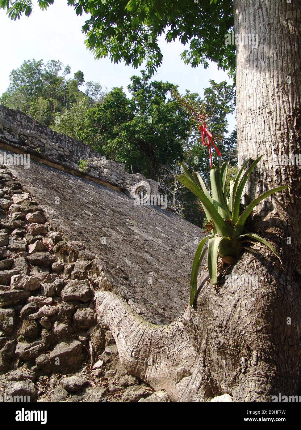 Mexico Yucatan Coba temple-installation ceremonial site ruins maya ...