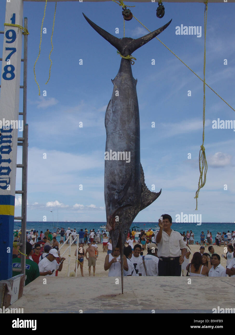 Mexico Yucatan haul open sea-fishing beach tourists Marlin admires ...