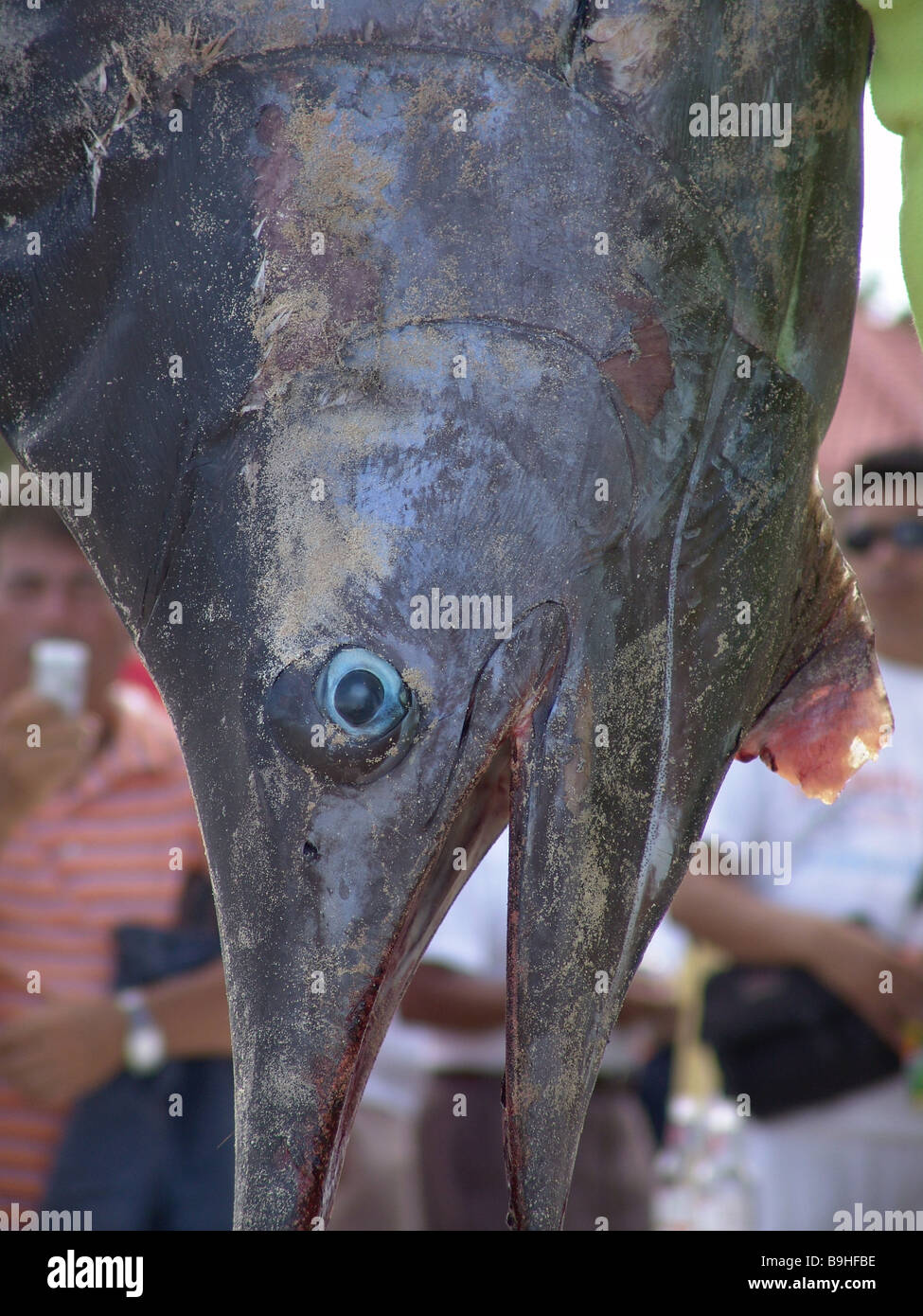 Marlin Eye High Resolution Stock Photography and Images - Alamy