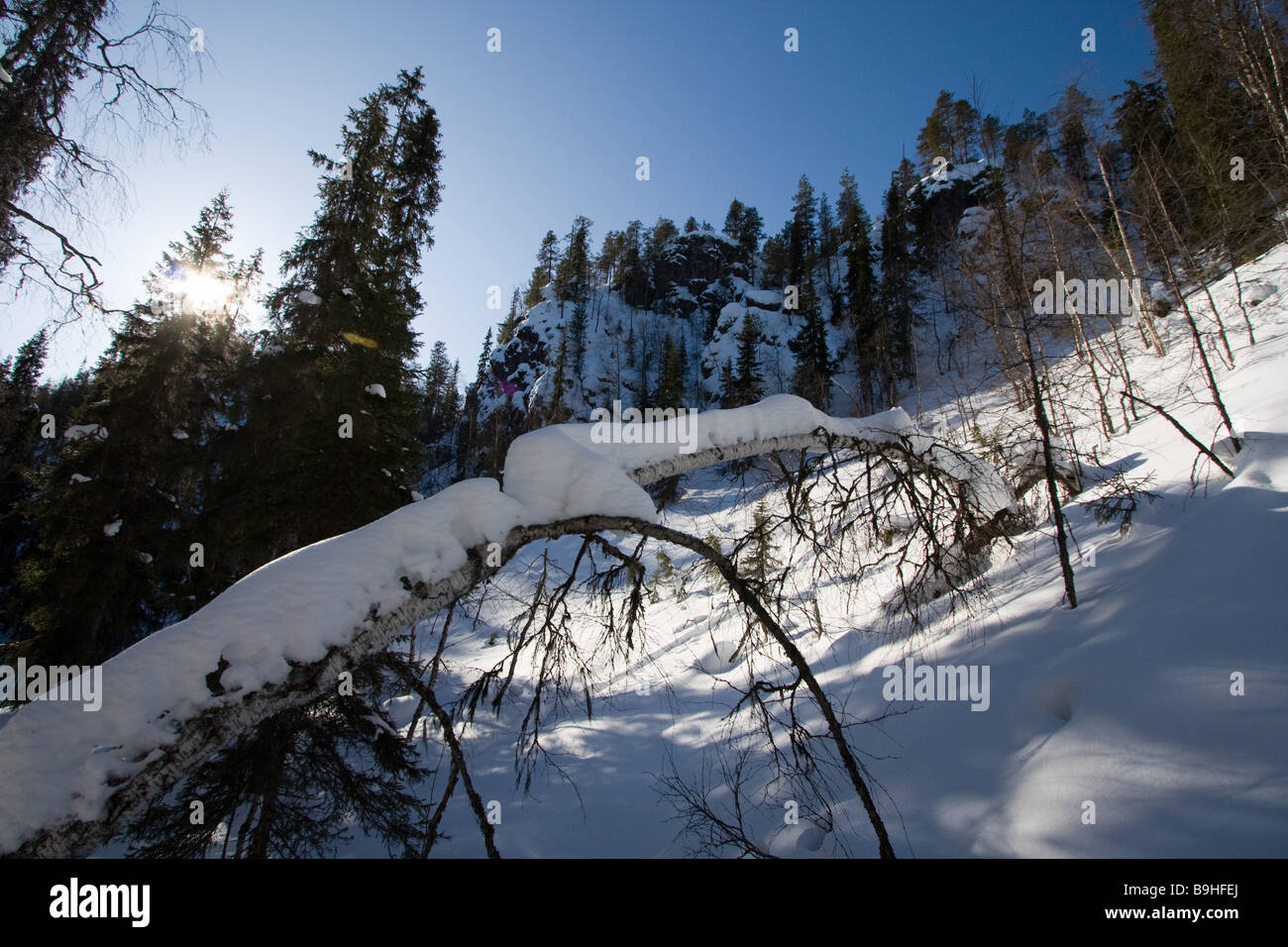 Winter in Oulanka National Park national park in Oulu and Lapland ...