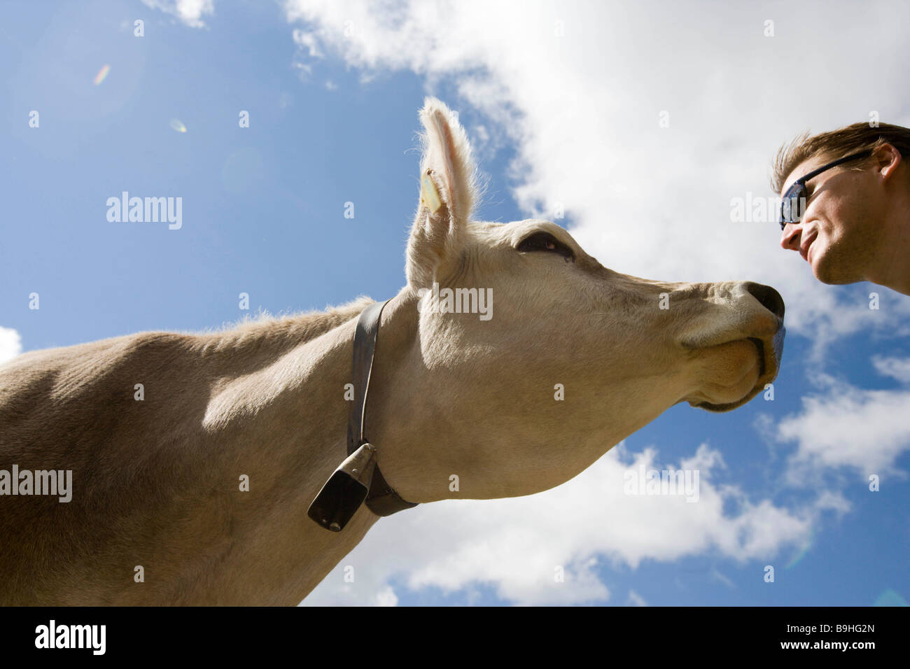 Man with cow hi-res stock photography and images - Alamy
