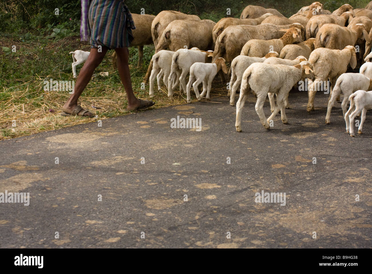Indian shepherd and flock on road Stock Photo - Alamy