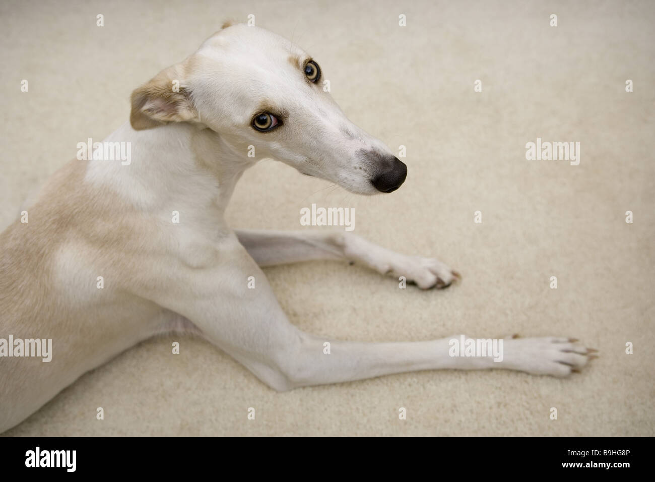 Greyhound lie high-looks top view series animal mammal pet dog breed ...