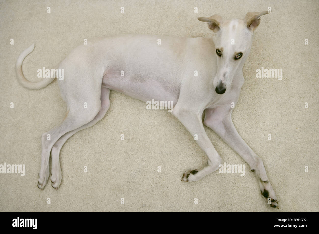 Greyhound lie top view series animal mammal pet dog breed race-dog ...