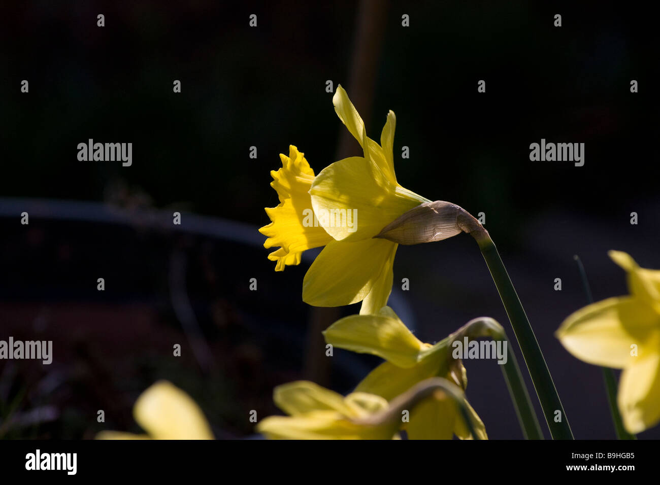 Yellow Daffodils in sunshine Stock Photo - Alamy