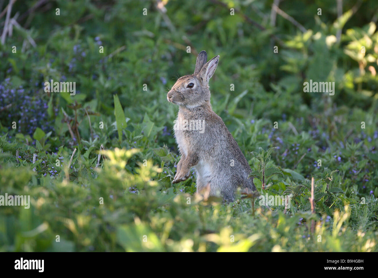 European Rabbits Oryctolagus cuniculus Stock Photo - Alamy