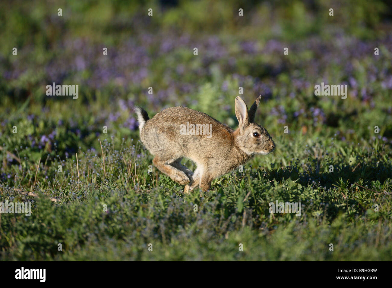 European Rabbits Oryctolagus cuniculus running jumps movement Germany ...