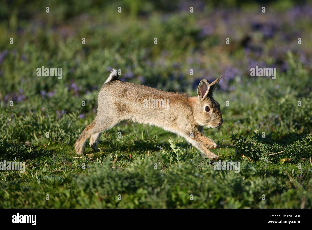 European Rabbits Oryctolagus cuniculus running jumps movement Germany ...