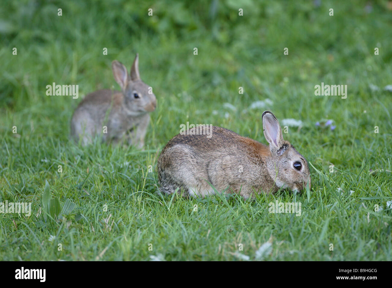 European Rabbits Oryctolagus cuniculus two grass Stock Photo - Alamy