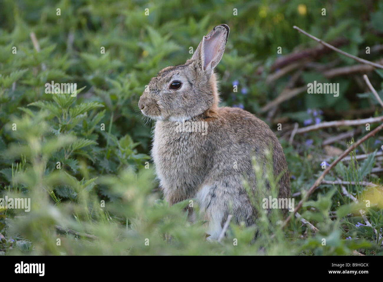 European Rabbits Oryctolagus cuniculus Stock Photo - Alamy