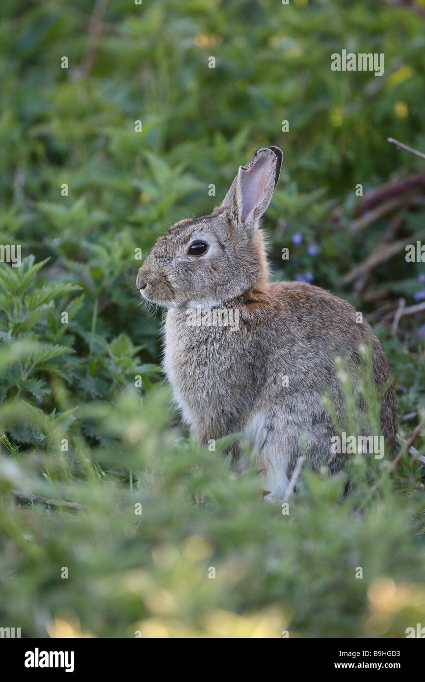 European Rabbits Oryctolagus cuniculus Stock Photo - Alamy