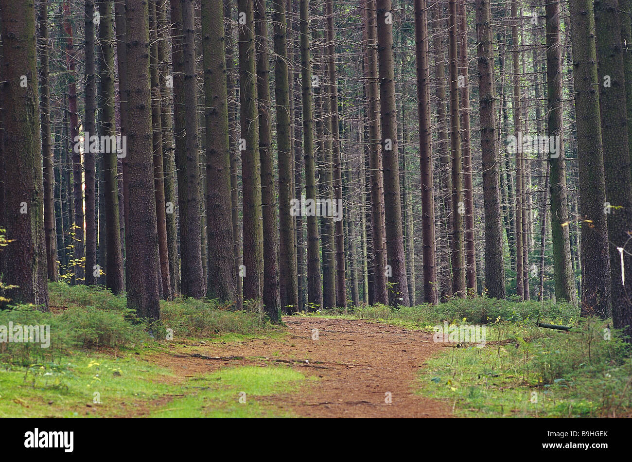 Spruce-forest way forest needle-forest forest path trees conifers ...