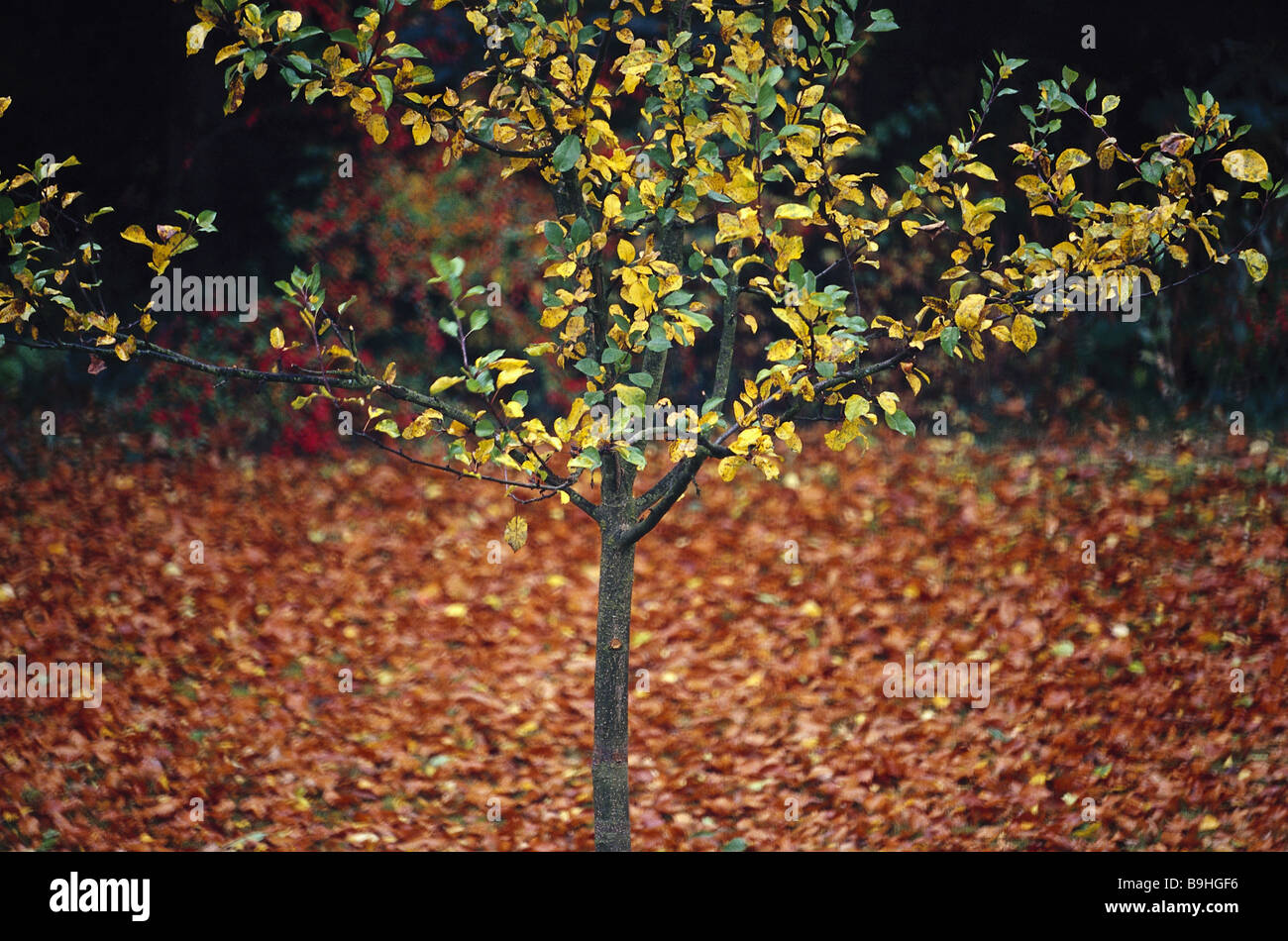 Sapling fruit tree hi-res stock photography and images - Alamy
