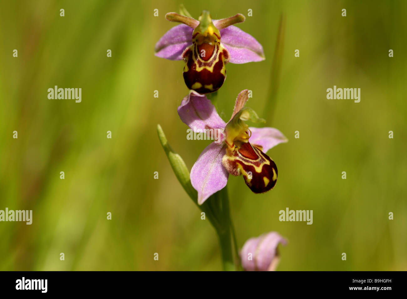 Ophrys bee hi-res stock photography and images - Alamy