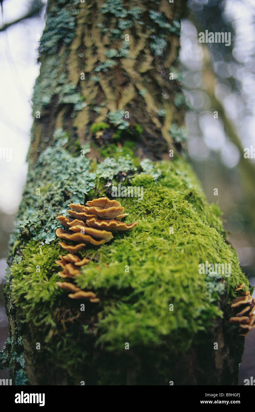 Tree trunk moss lichens tree-fungi vegetation broad-leafed tree log ...