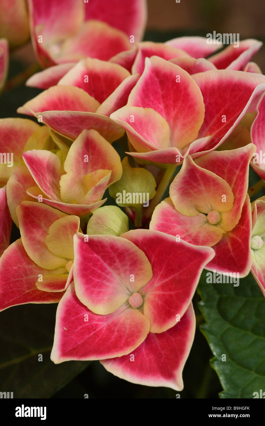 Hydrangea Hydrangea hybrid bloom close-up Stock Photo - Alamy