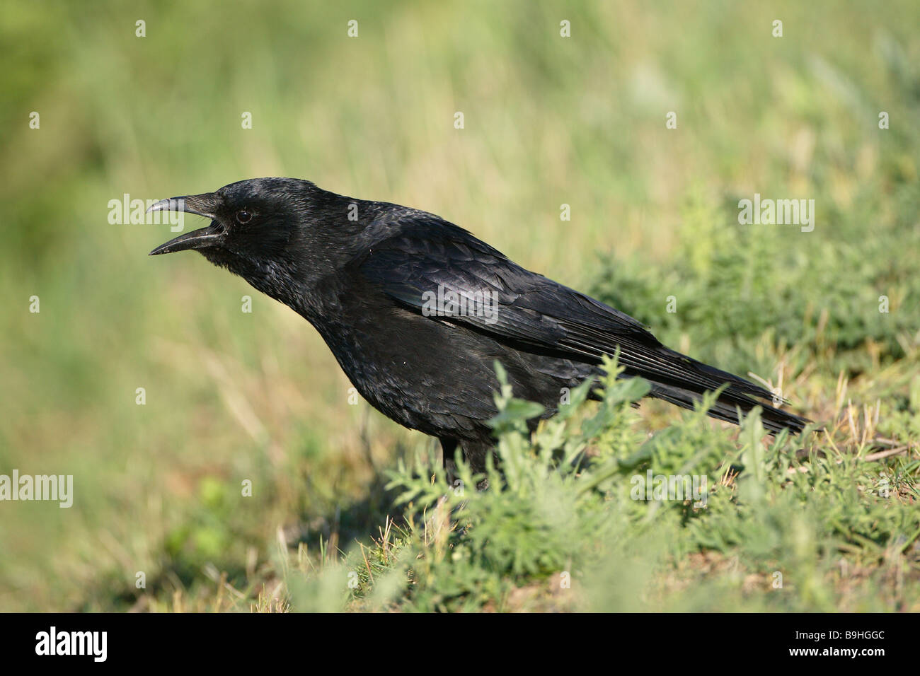 Carrion crow performing courtship Corvus corax Stock Photo - Alamy