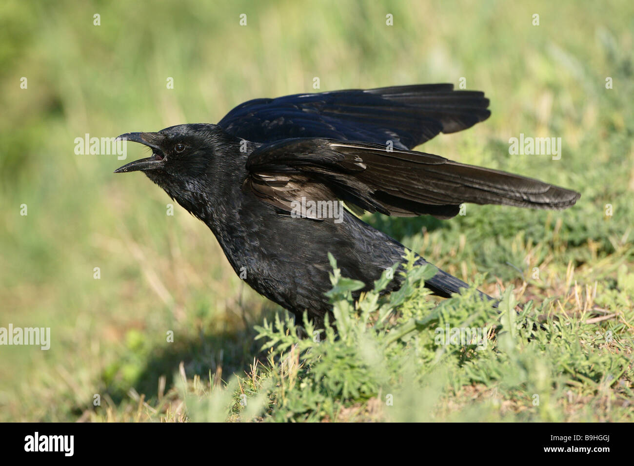 Raven courtship behavior hi-res stock photography and images - Alamy