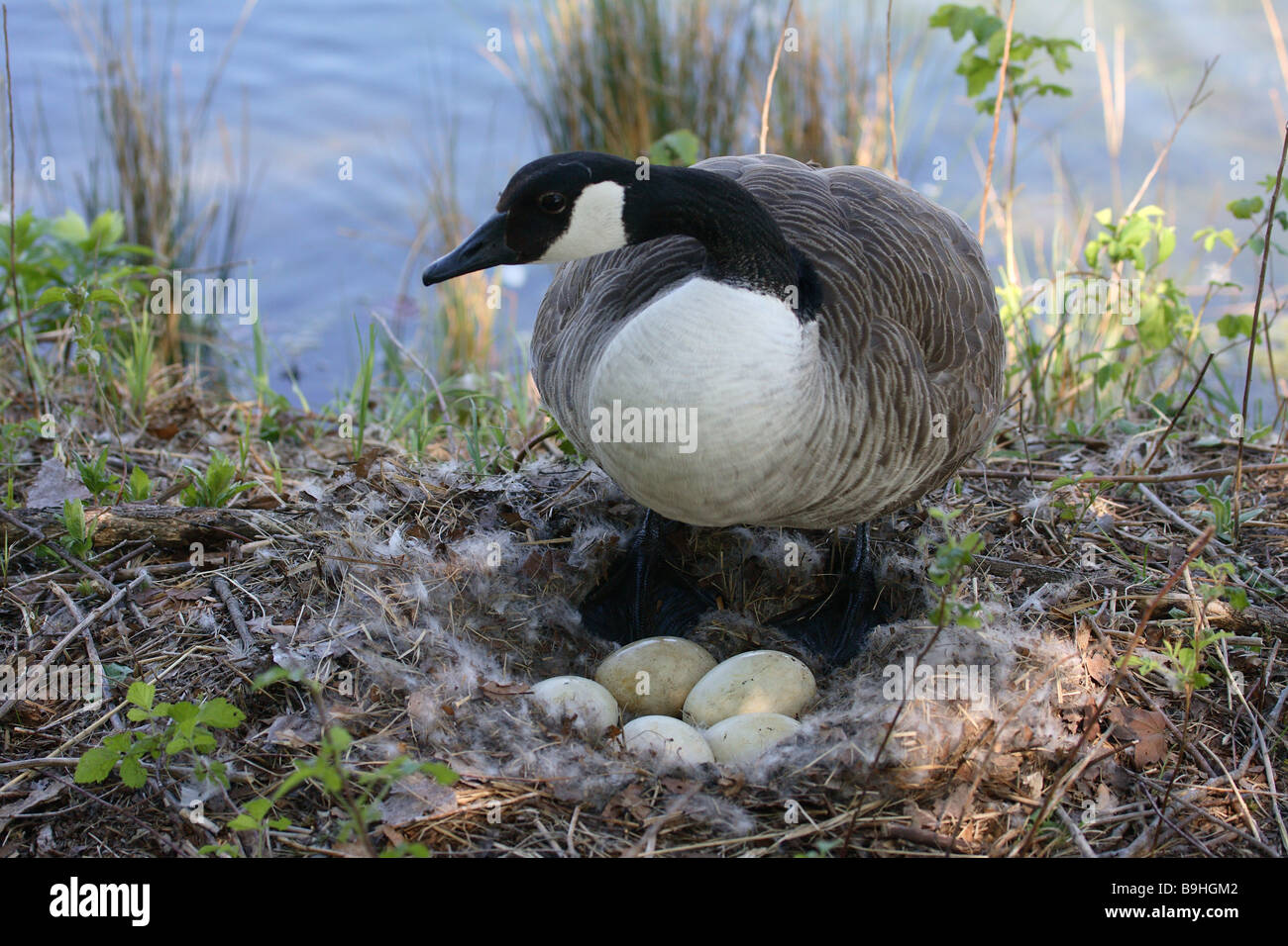 Canada-goose nest branta canadensis Stock Photo - Alamy