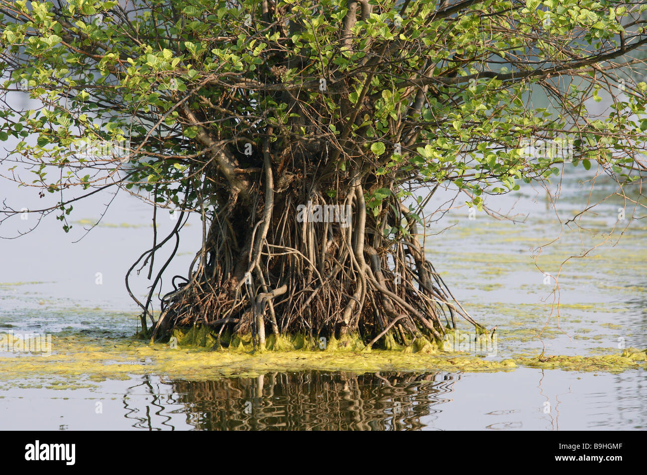 Tree poplar water Stock Photo - Alamy