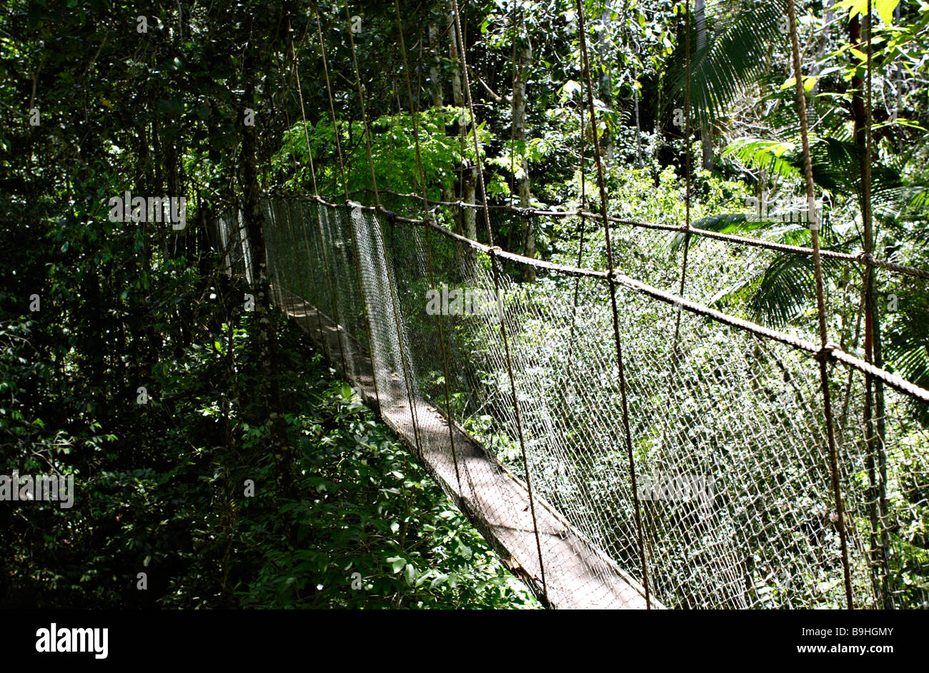 Hanging bridge in Ecoparque de Una Atlantic Rainforest Mata Atlântica ...