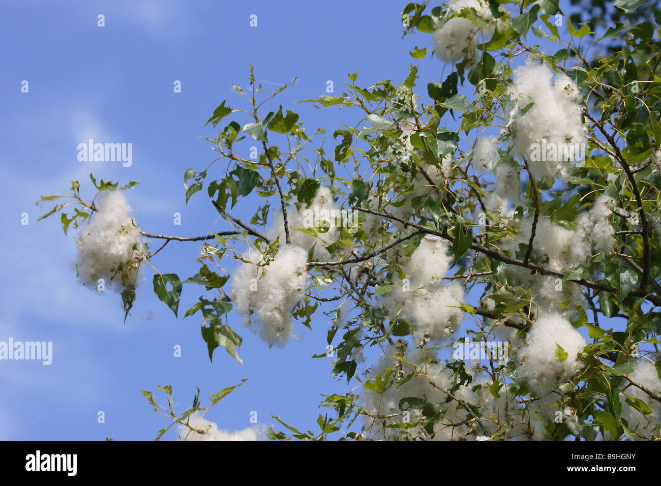 Black-poplar Populus nigra seeds Stock Photo: 23128615 - Alamy