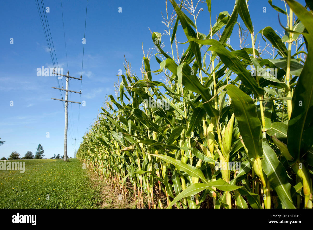 Corn ontario hi-res stock photography and images - Alamy