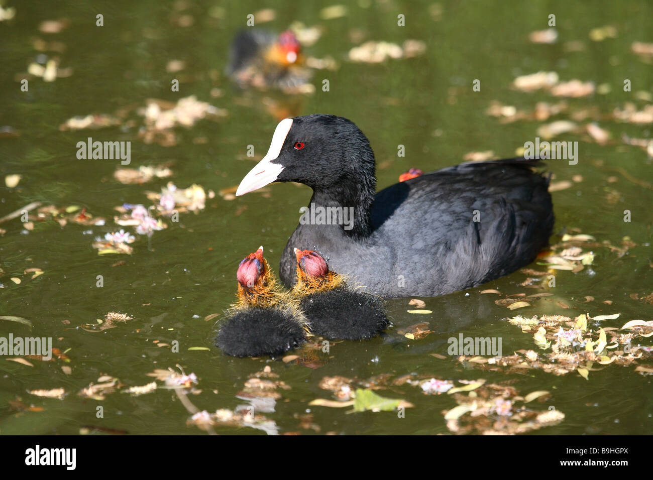Eurasian coots old-bird young Fulica atra Stock Photo - Alamy