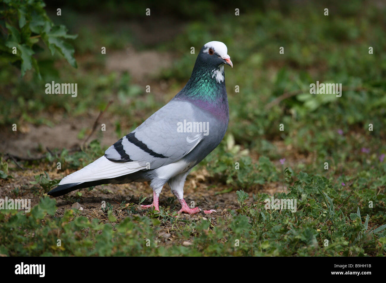 Deaf birds hi-res stock photography and images - Alamy
