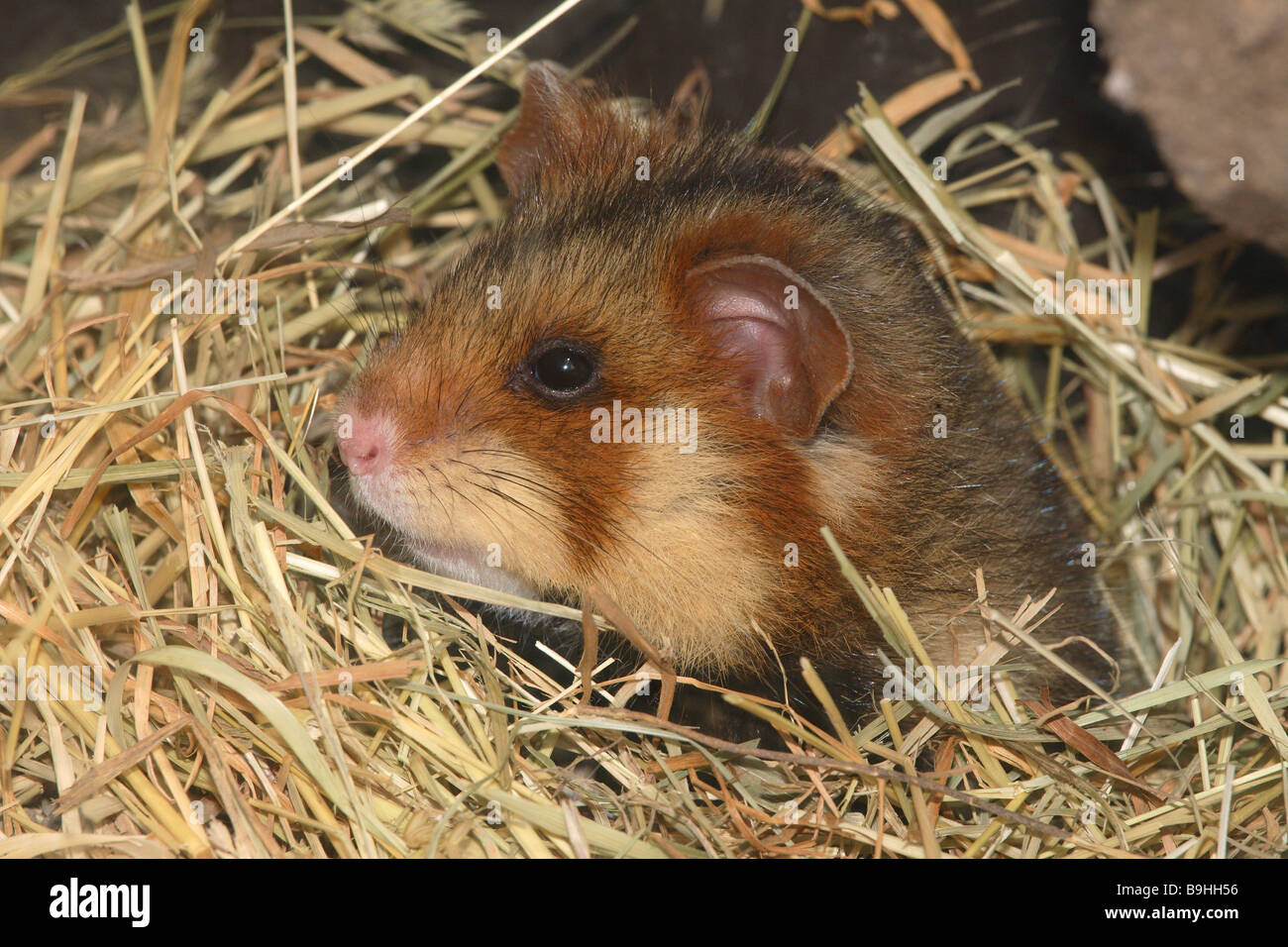 common hamsters Cricetus cricetus nest Stock Photo - Alamy