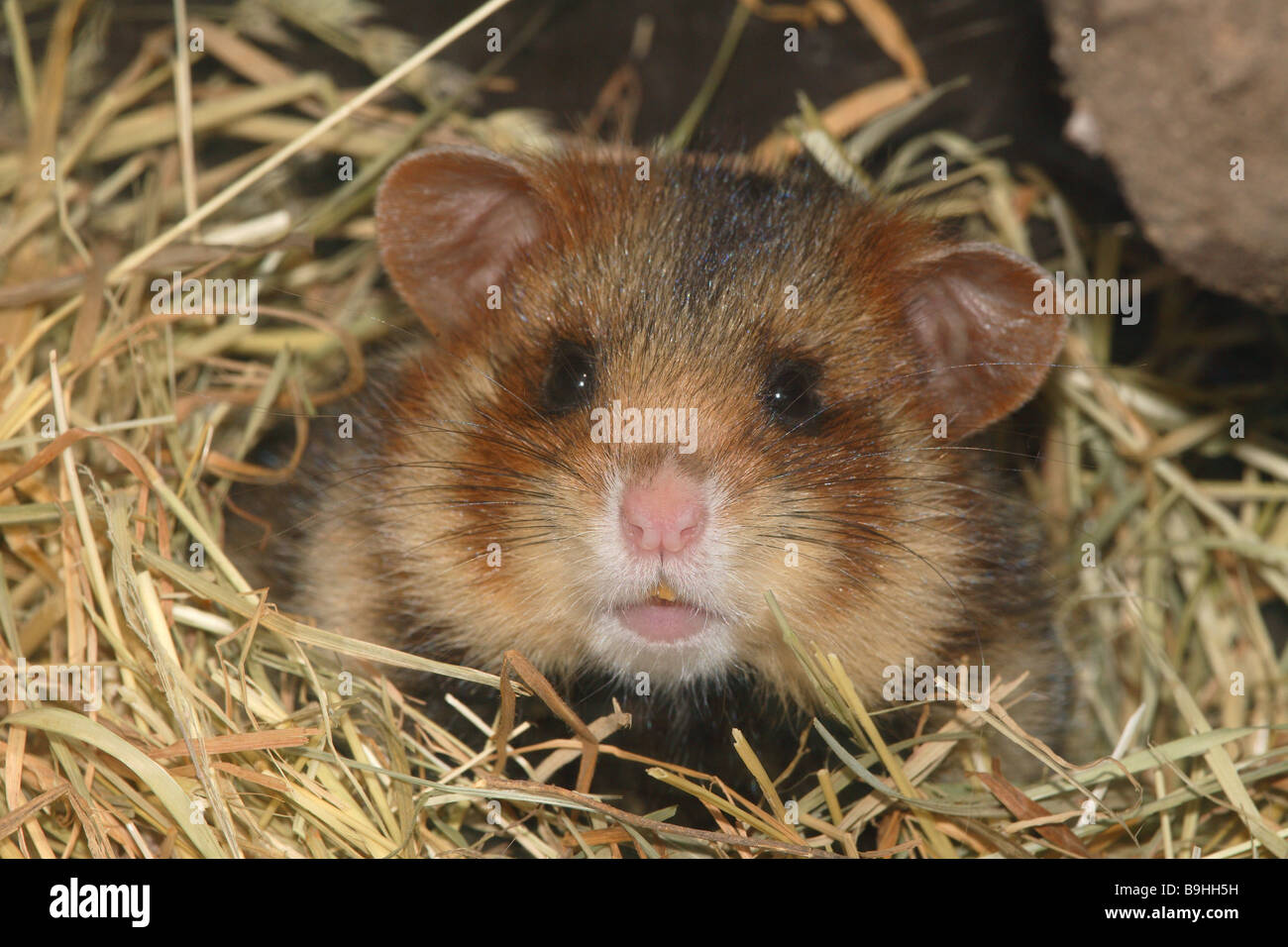 common hamsters Cricetus cricetus nest Stock Photo - Alamy
