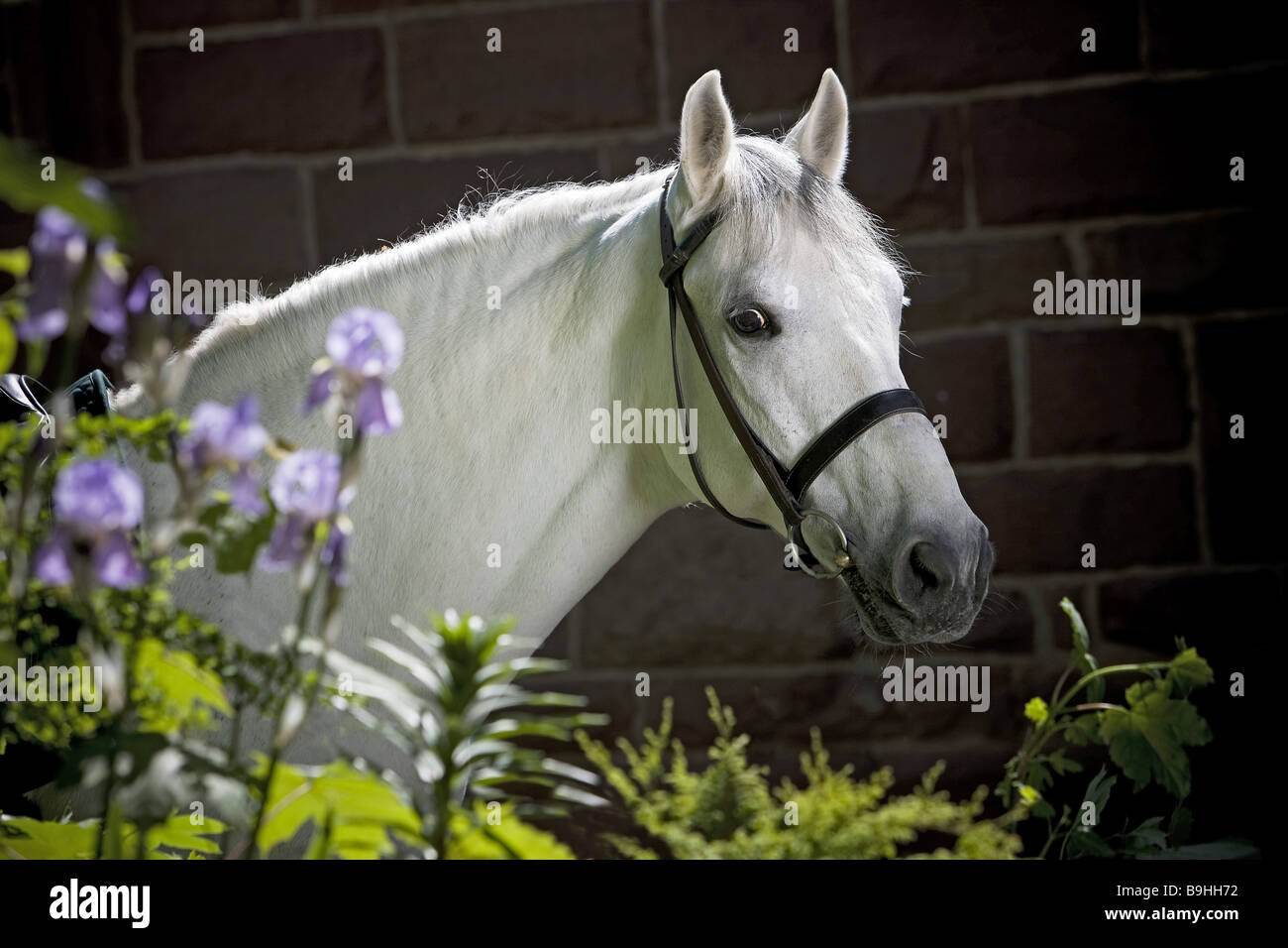 Lipizzan horse - portrait Stock Photo - Alamy