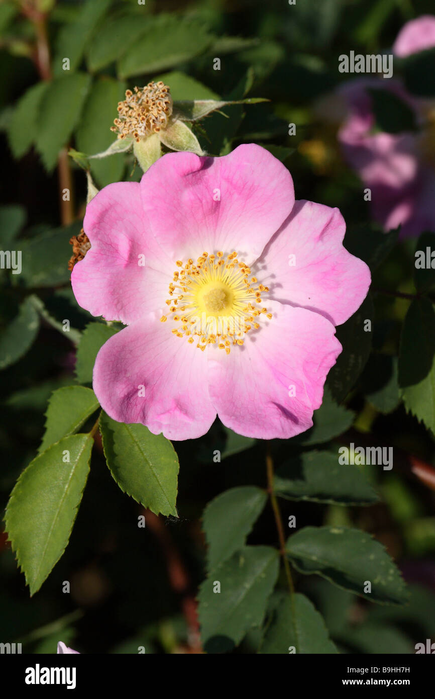 Alps-hedge-rose bloom close-up Stock Photo - Alamy