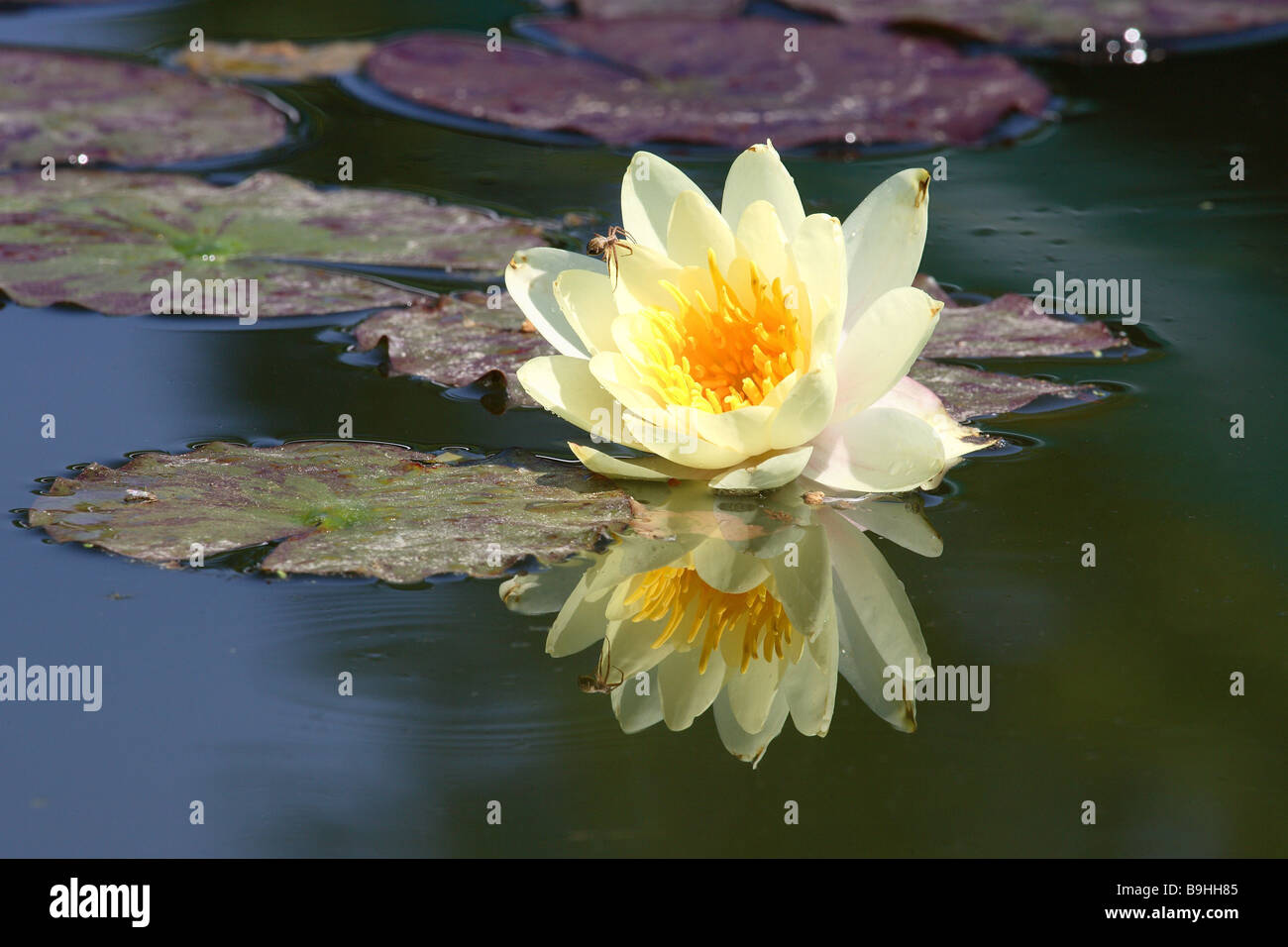 Waterlily Nymphaea alba-Hybrid bloom Stock Photo - Alamy