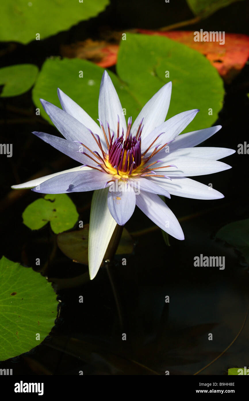 Waterlily Nymphaea alba-Hybrid bloom Stock Photo - Alamy