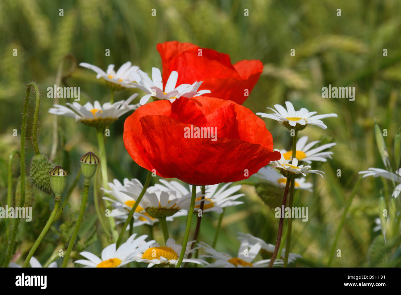 Poppy daisies bloom close-up Stock Photo - Alamy