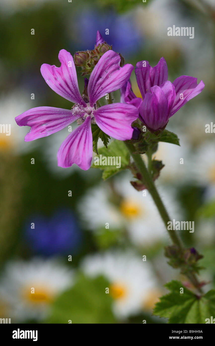 Neglecta plants hi-res stock photography and images - Alamy