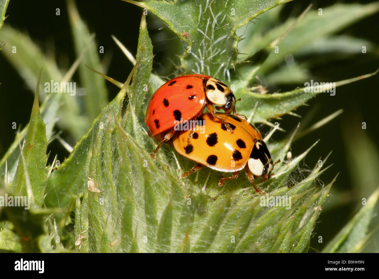 Two ladybugs plant hi-res stock photography and images - Alamy