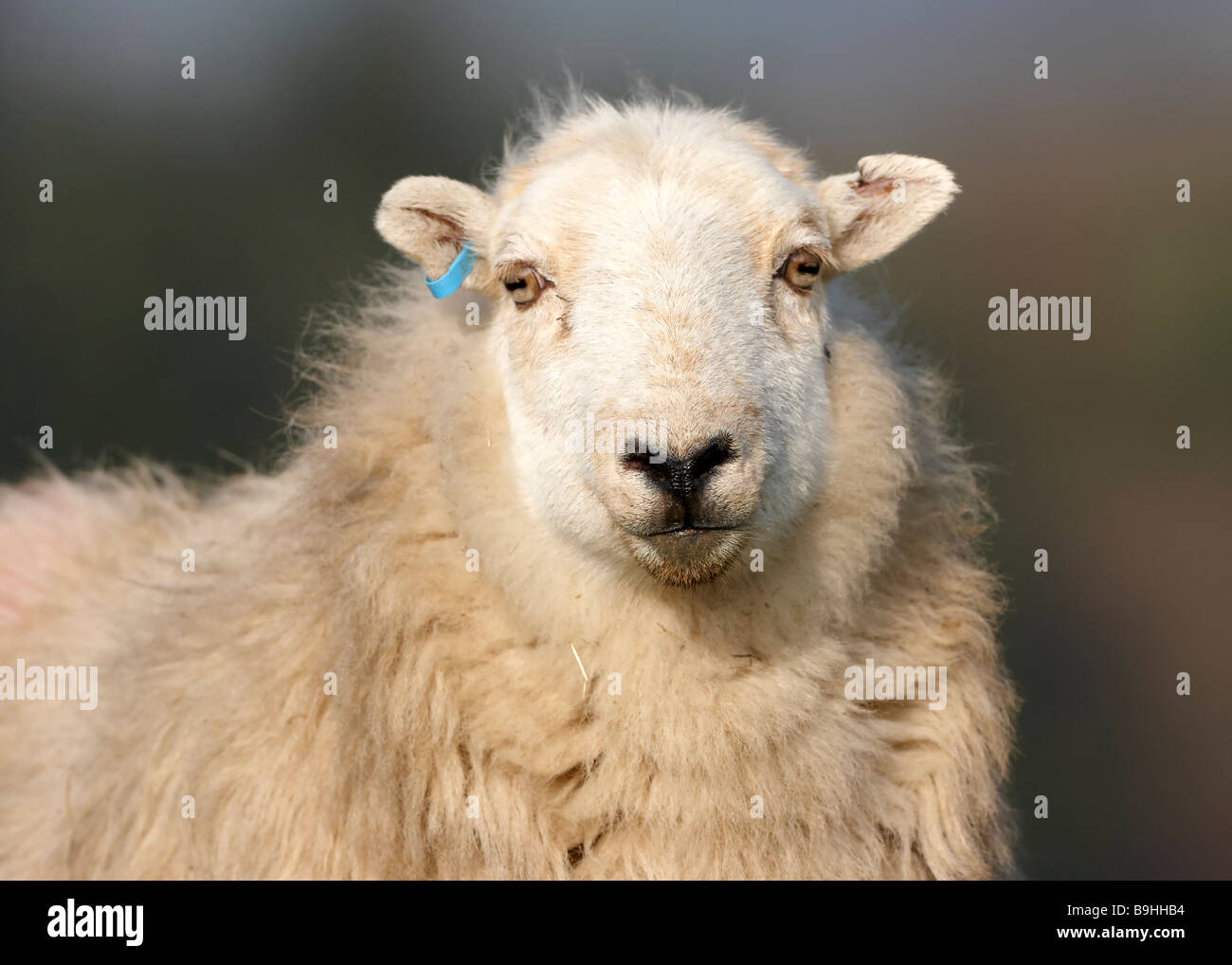 Welsh sheep portrait Stock Photo - Alamy