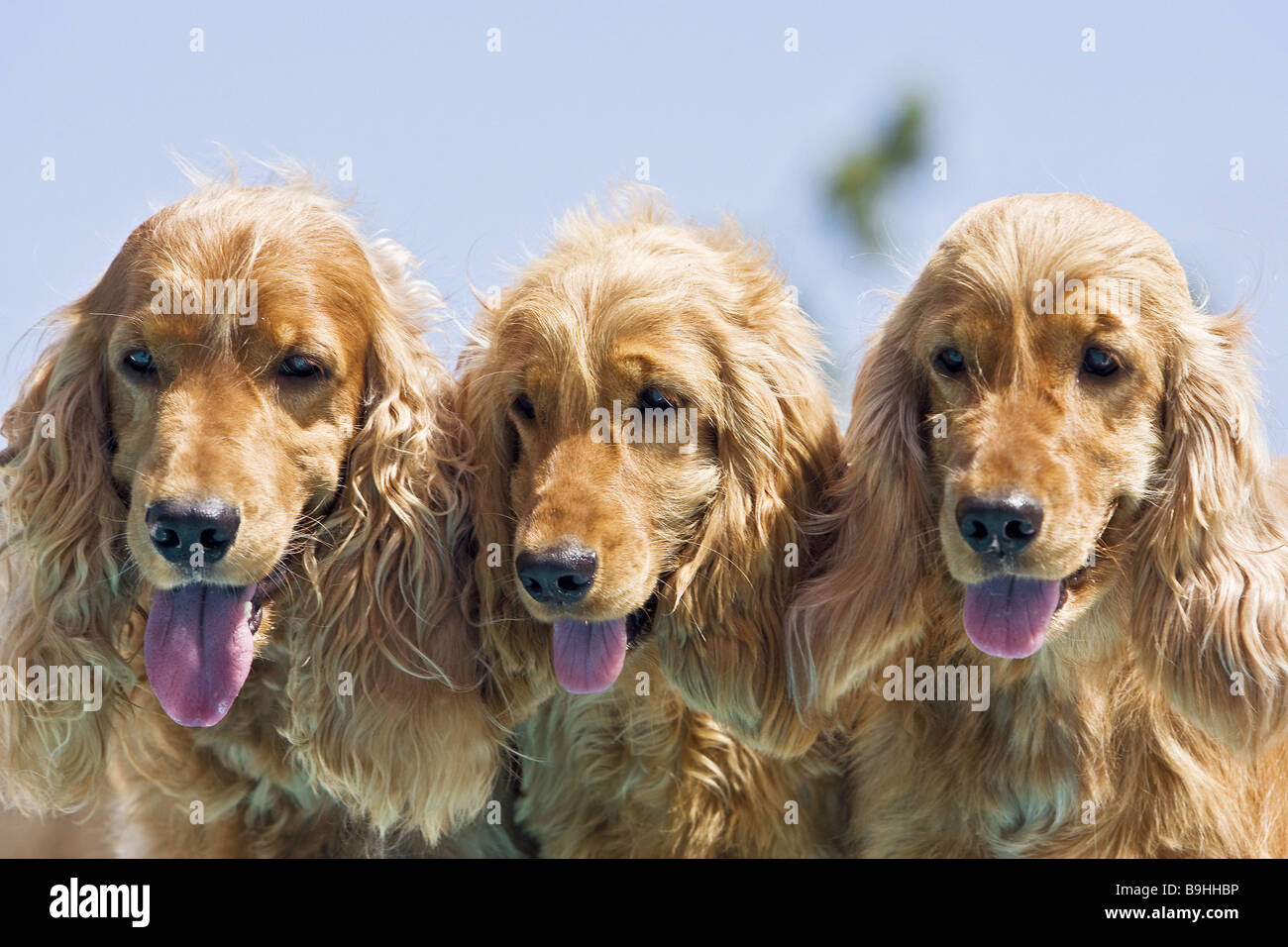three Cocker Spaniel dogs - portrait Stock Photo - Alamy