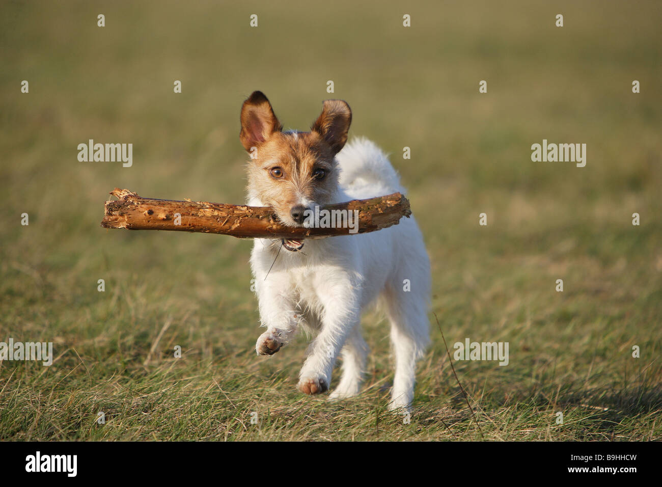Jack Russell Terrier dog with branch Stock Photo - Alamy